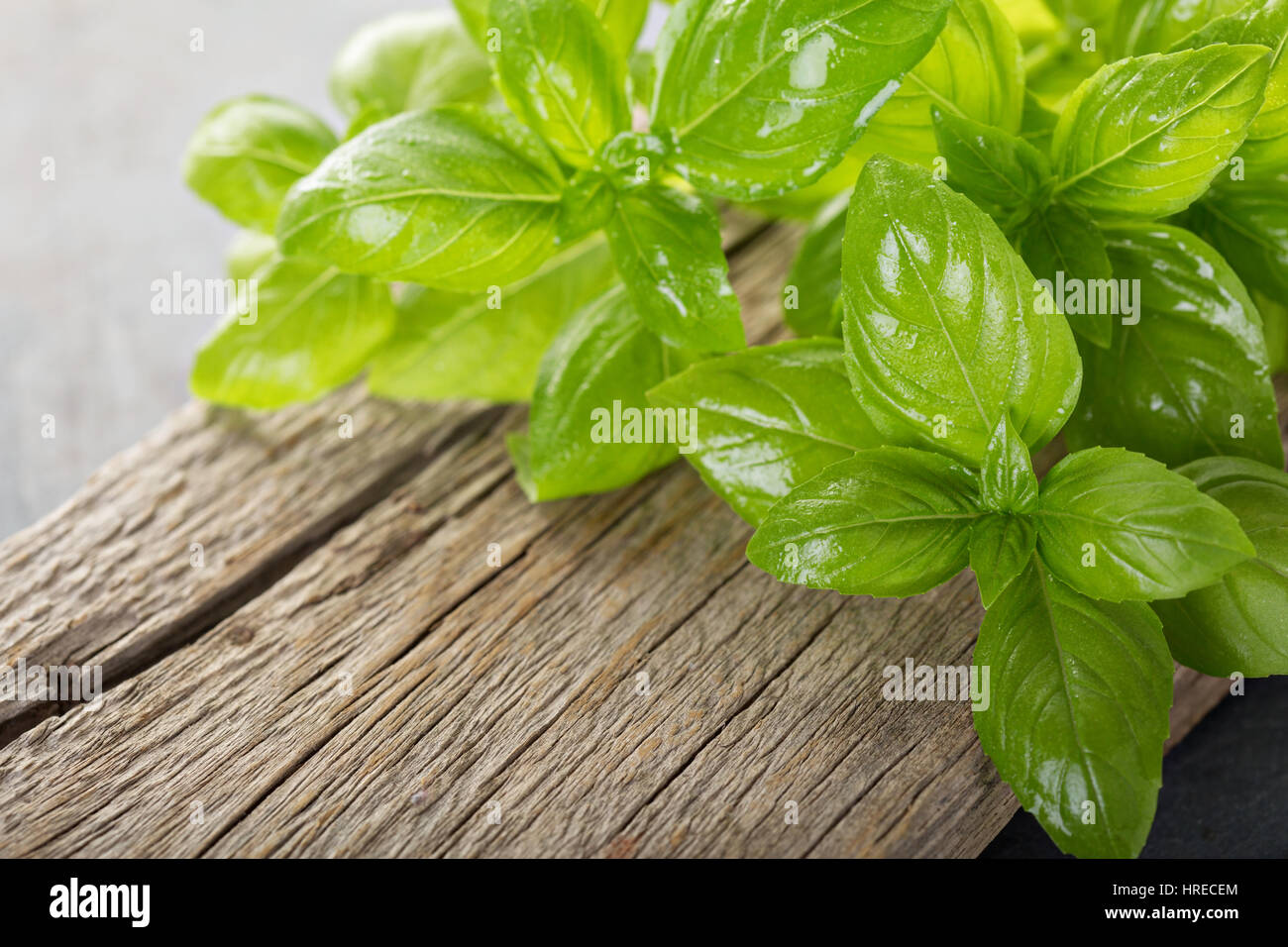 Green basil leaves on hi-res stock photography and images - Alamy