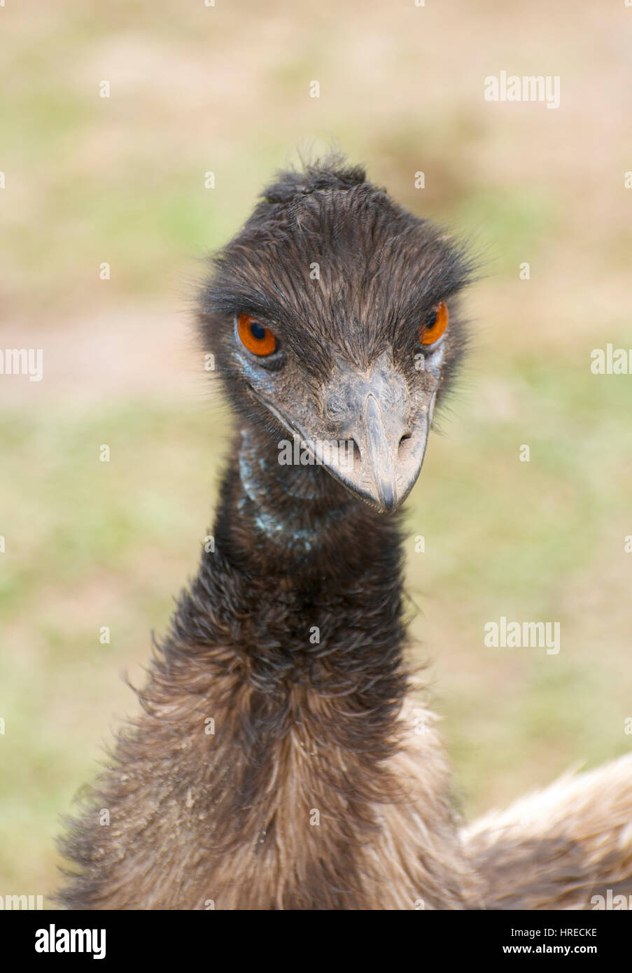 Emu portrait with green grass in the background Stock Photo - Alamy