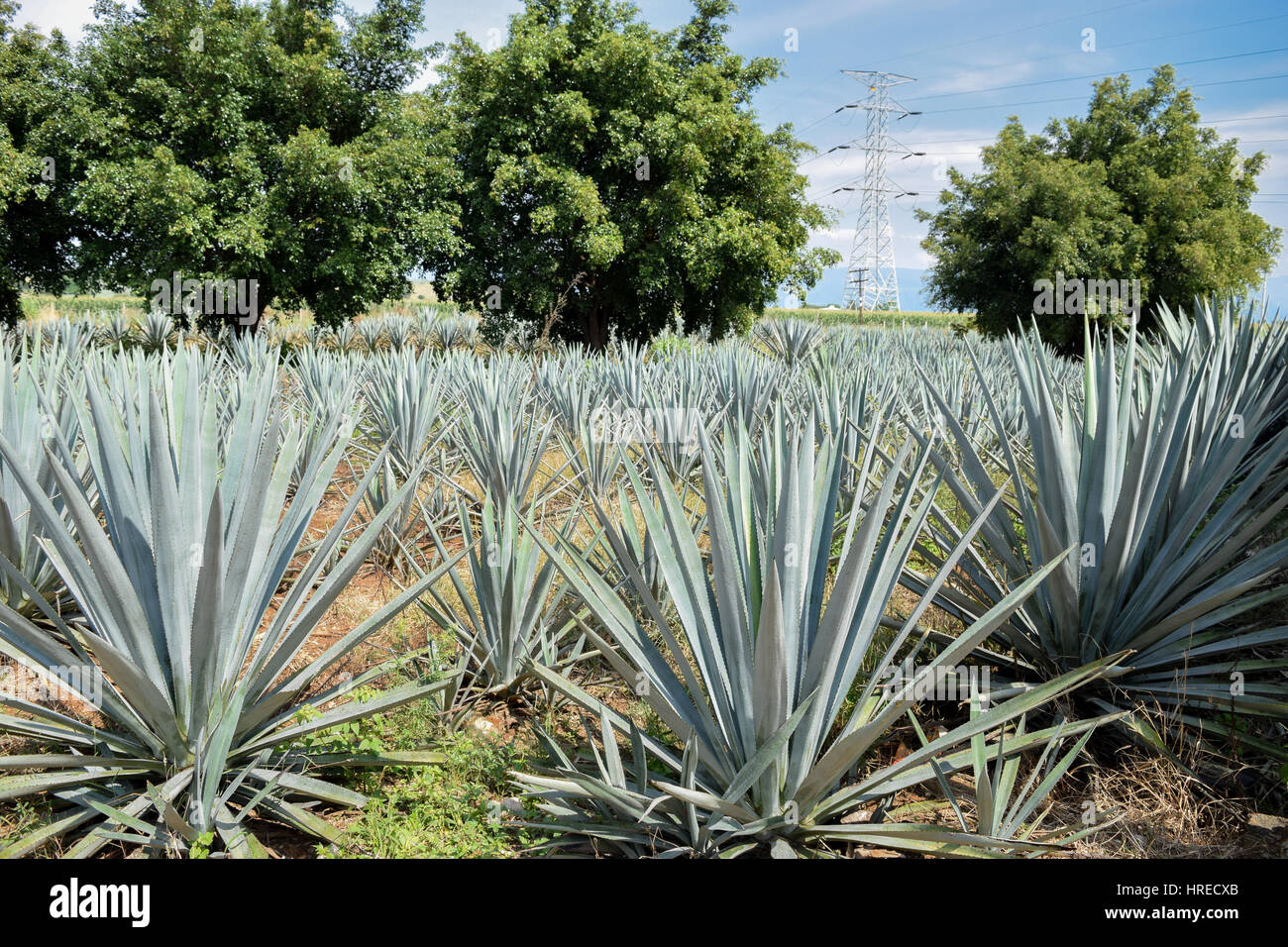Maguey plants (agave) at Tequila, Jalisco Stock Photo - Alamy