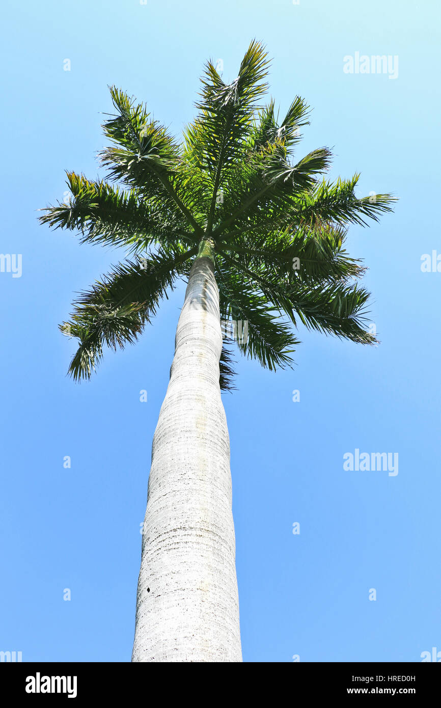 Tree and plants, the protector of the nature and mankind Stock Photo ...