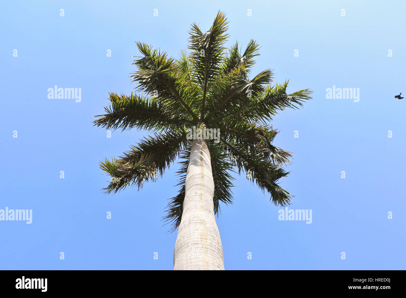 Leaf protector hi-res stock photography and images - Alamy