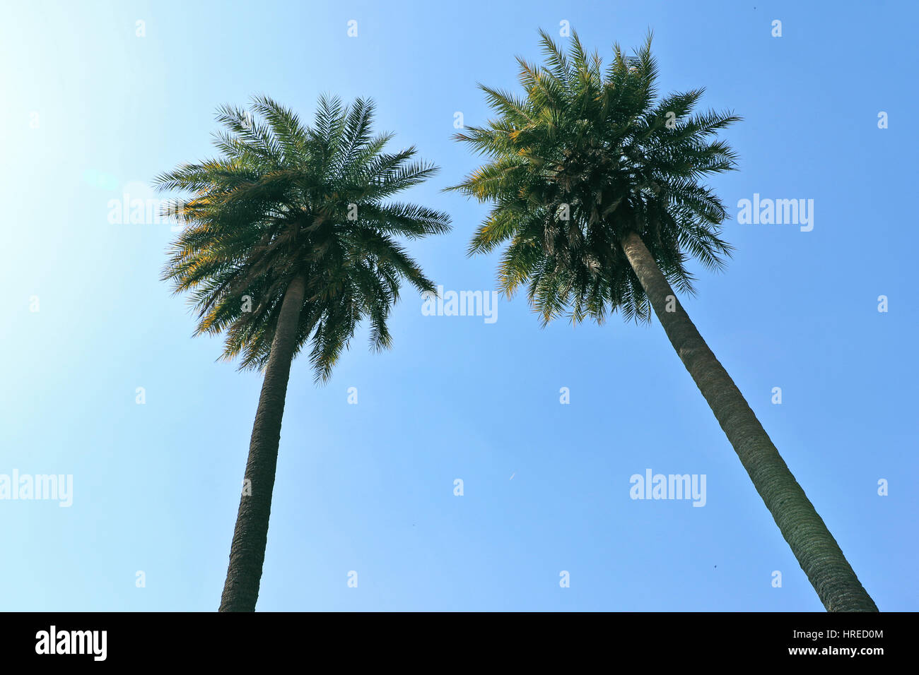 Twins palm trees raised high in the clear sky Stock Photo - Alamy
