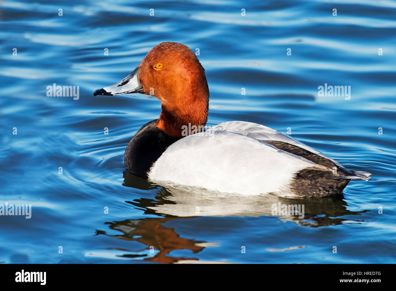 Male Redhead Duck Stock Photo - Alamy
