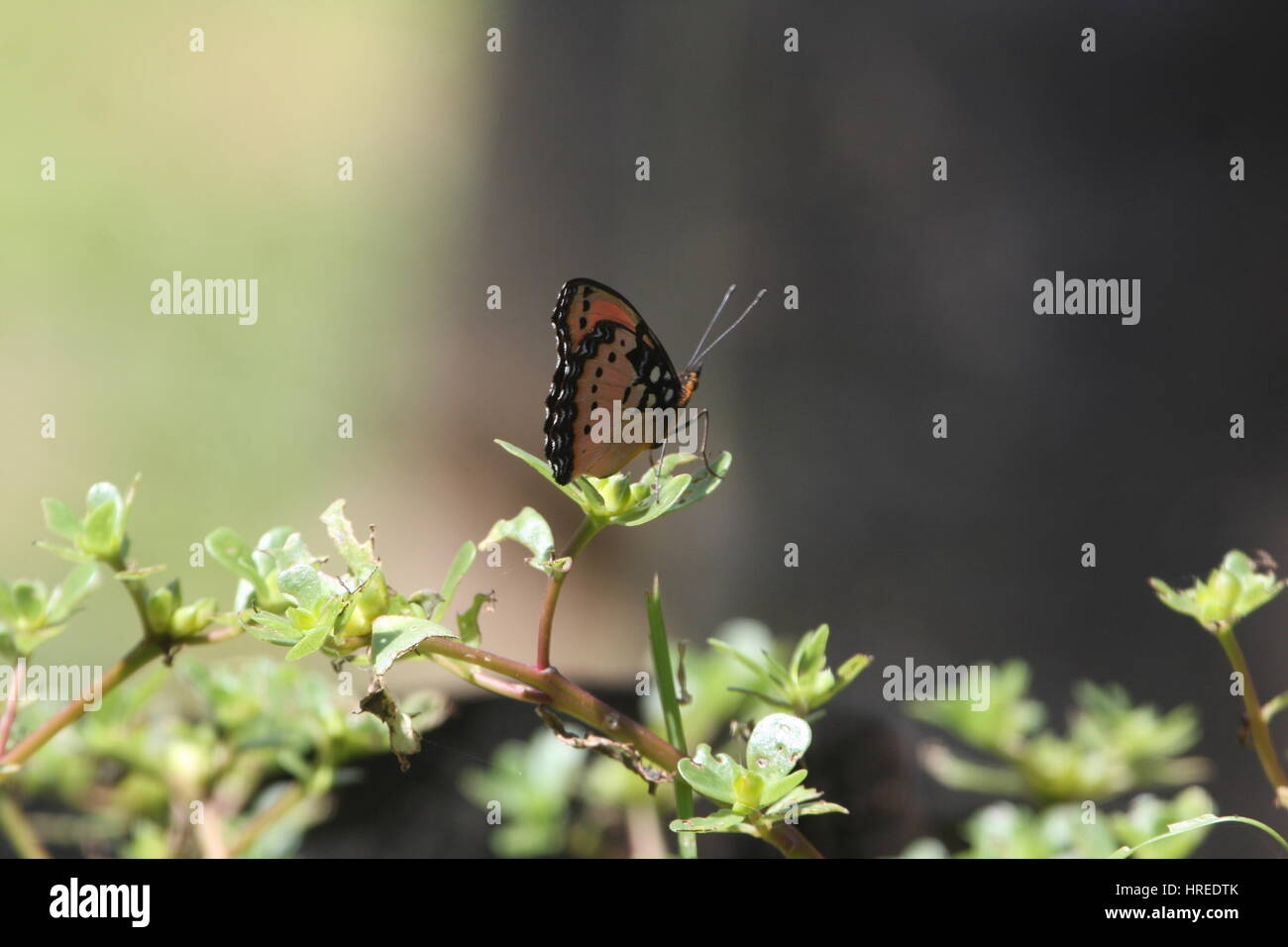 Commodore butterfly hi-res stock photography and images - Alamy