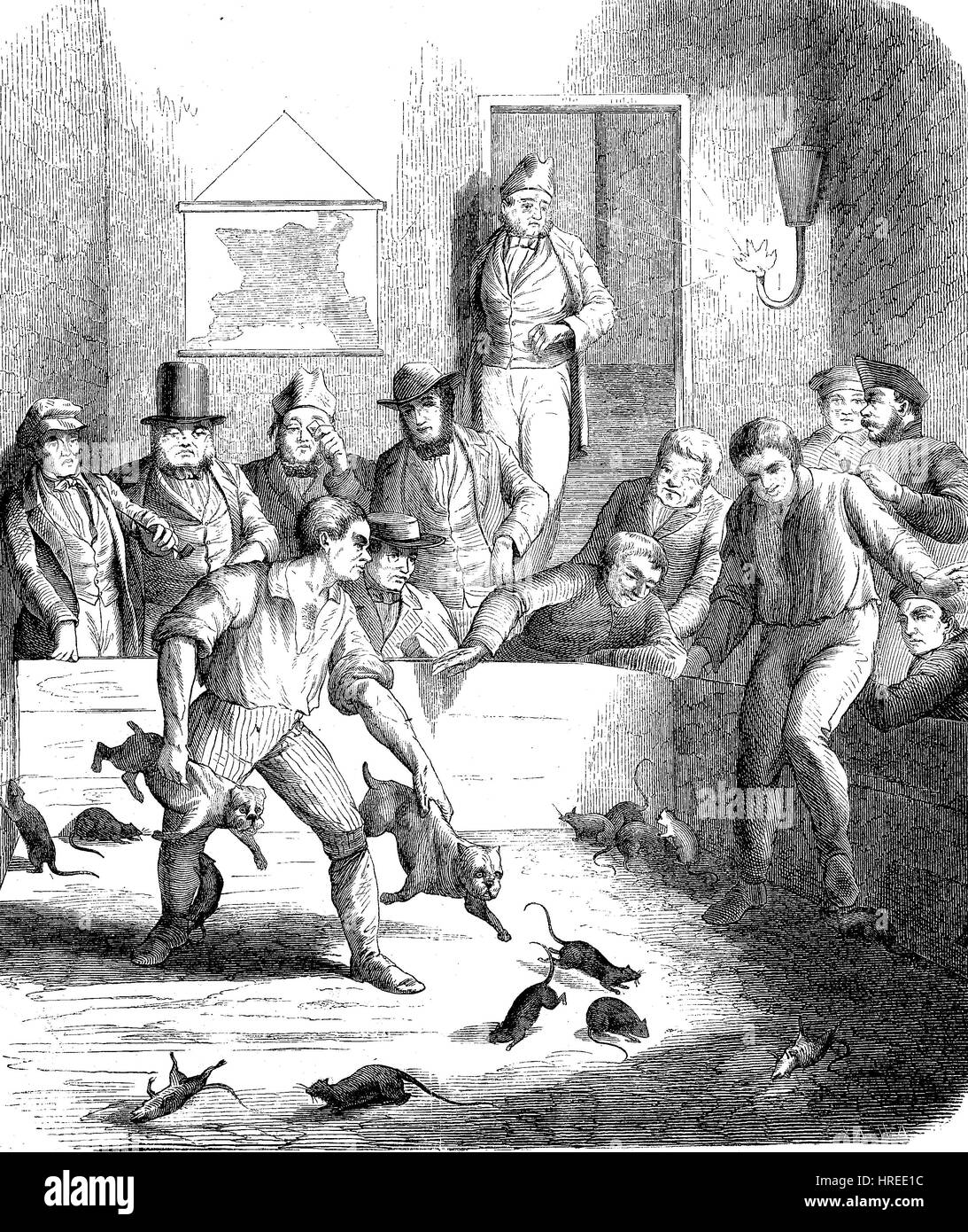 Rat hunting dog hi-res stock photography and images - Alamy