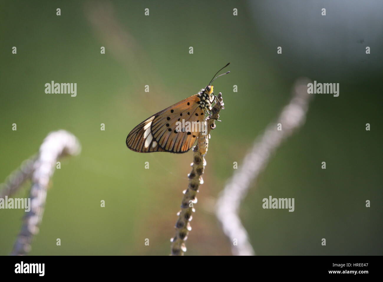 White banded acrae Stock Photo - Alamy