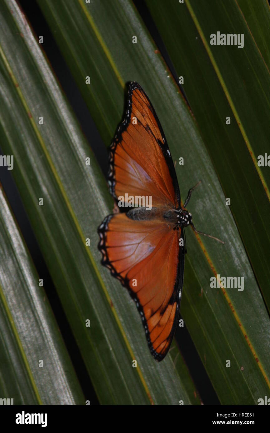 Common diadem female Stock Photo - Alamy