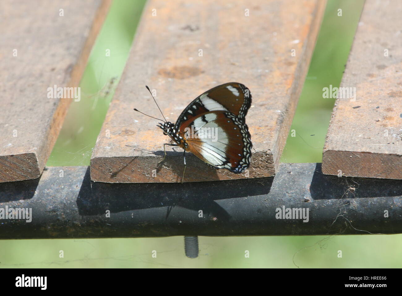 Diadem butterfly hi-res stock photography and images - Alamy