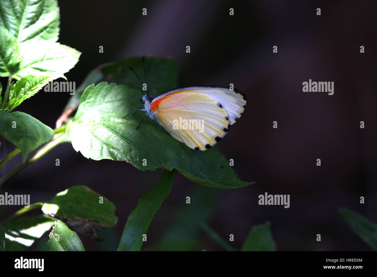 Diadem butterfly hi-res stock photography and images - Alamy