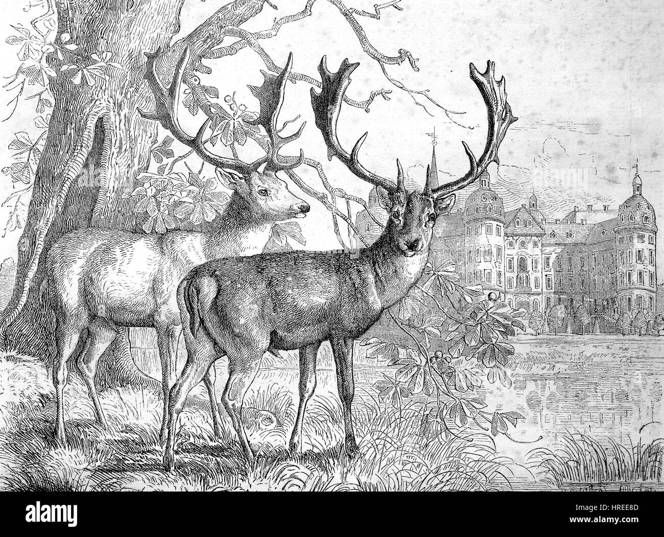 The fallow deer in front of the castle Moritzburg, Germany, Saxony, an ...
