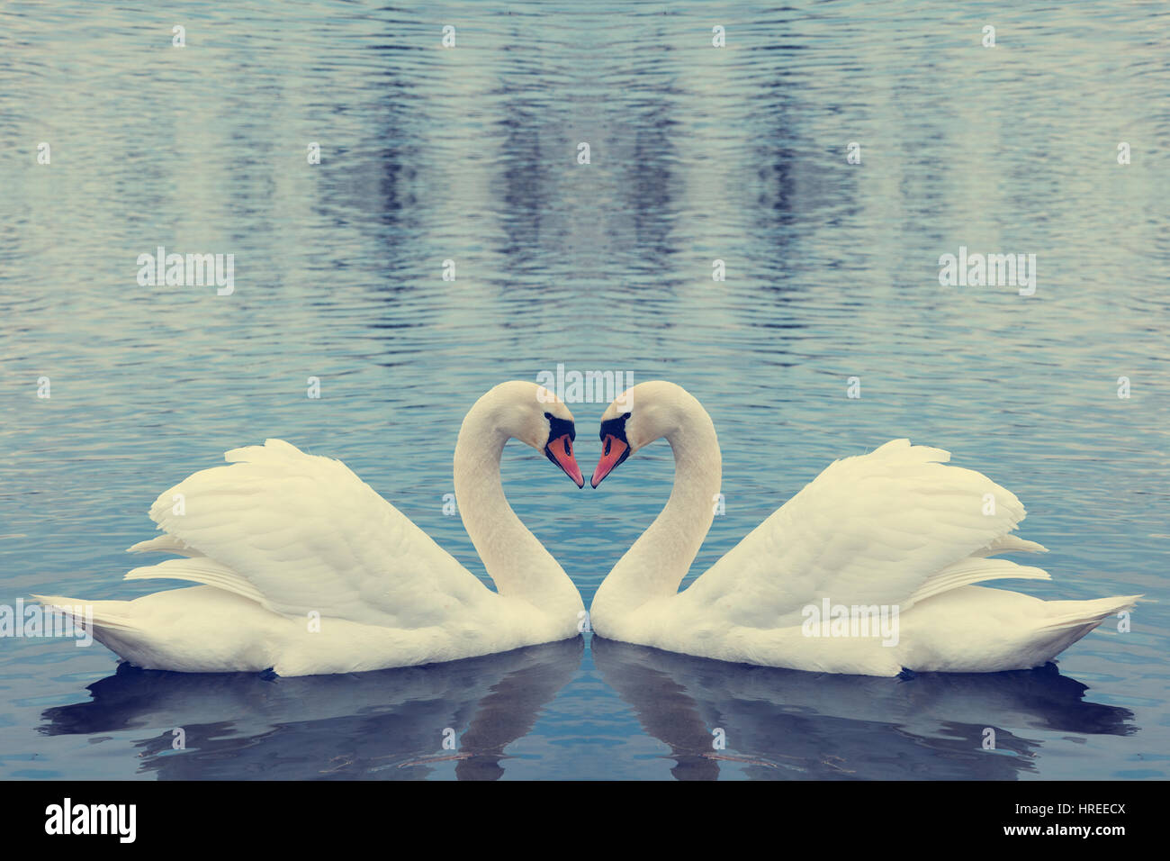Beautiful white swans in heart shape on water Stock Photo - Alamy