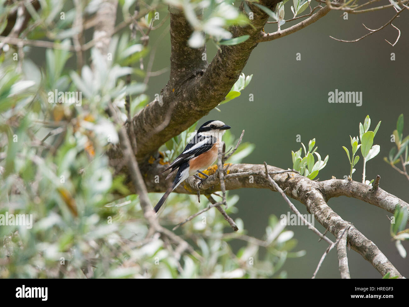 Male Masked shrike lanius rubicus in olive grove on territory Stock ...
