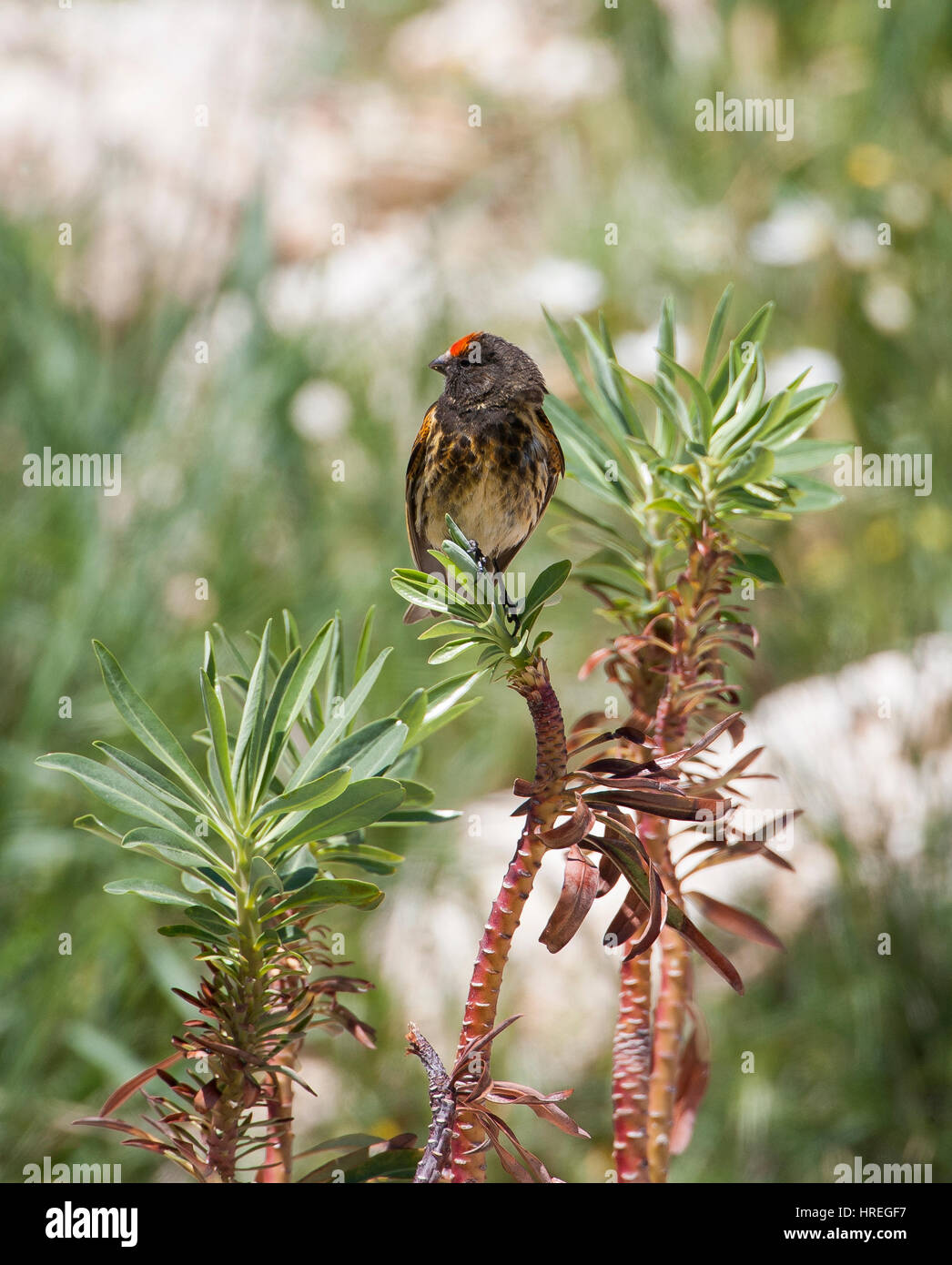 Red fronted Serin Saklikent ski resort near Antalya Southern Turkey ...
