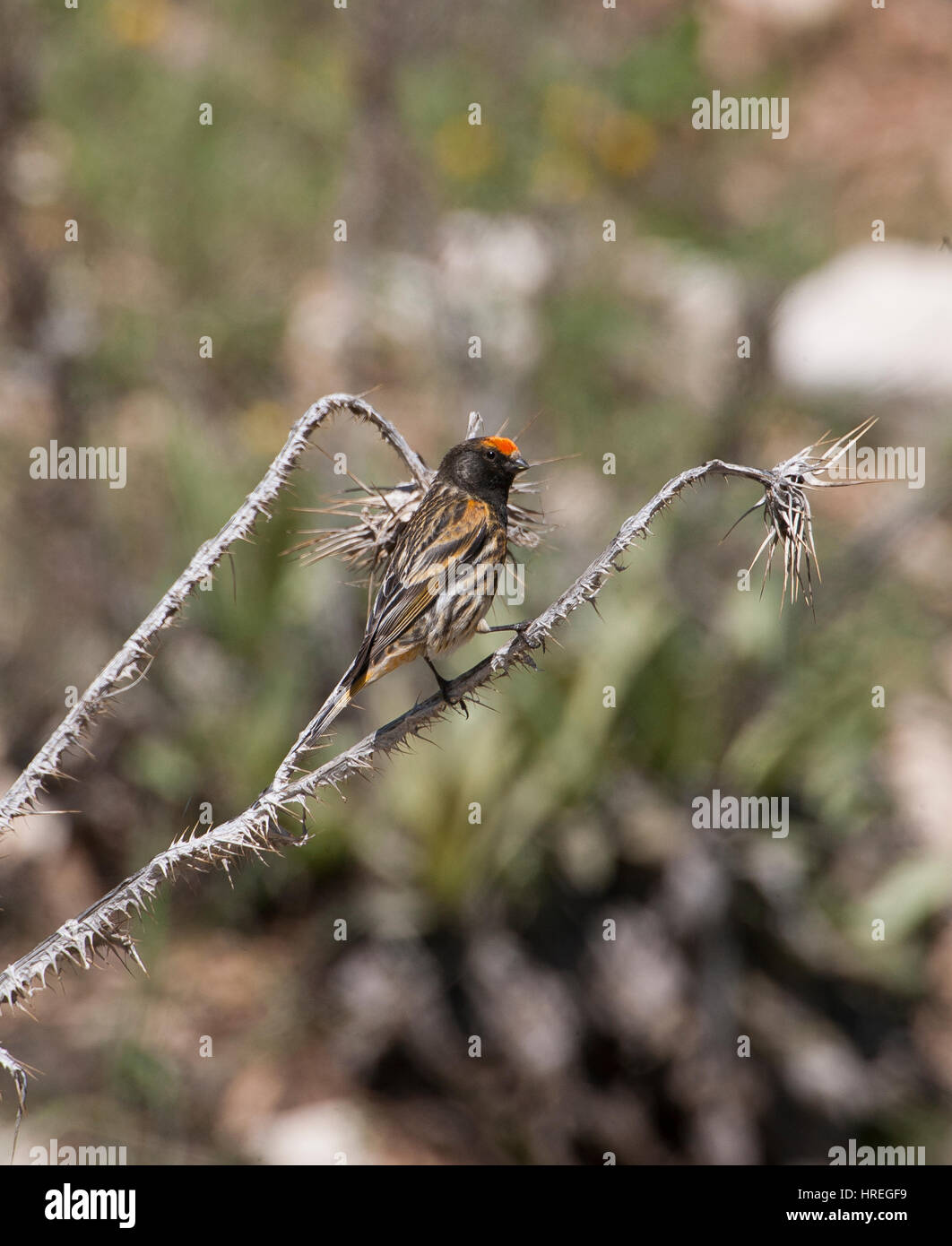 Red fronted Serin Saklikent ski resort near Antalya Southern Turkey ...