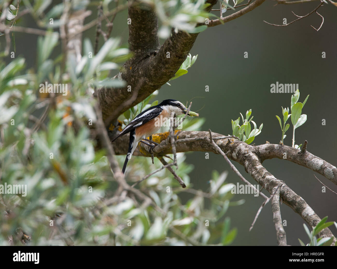 Male Masked shrike lanius rubicus in olive grove on territory Stock ...