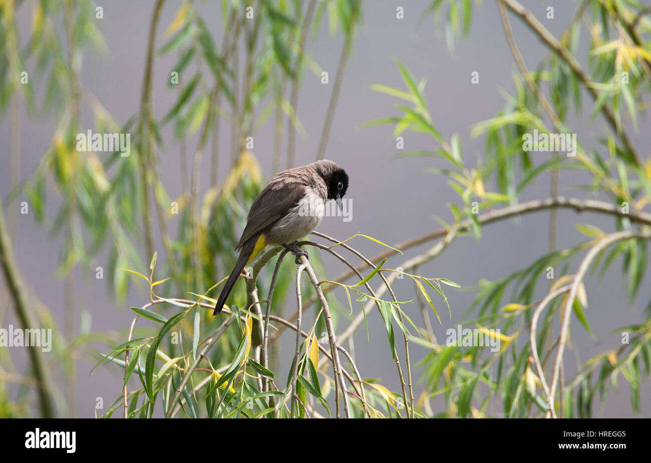 Spectacled bulbul also called yellow vented bulbul pycnonotus ...