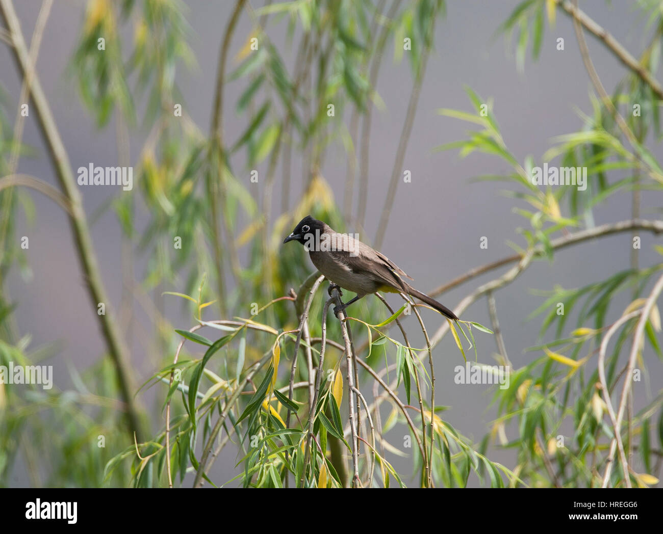 Spectacled bulbul also called yellow vented bulbul pycnonotus ...