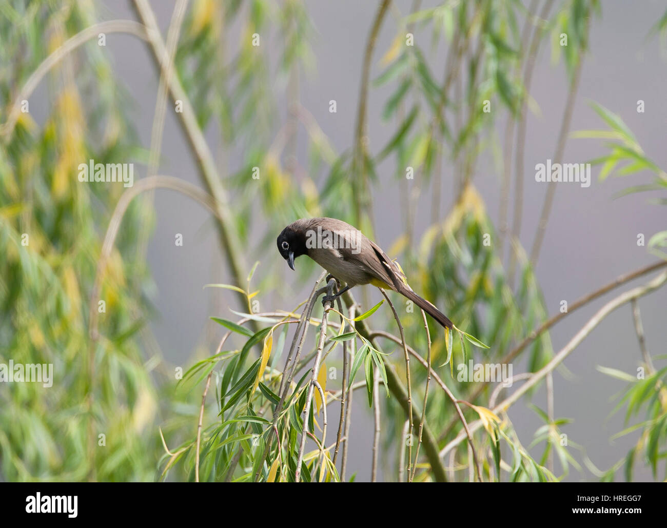 Spectacled bulbul also called yellow vented bulbul pycnonotus ...