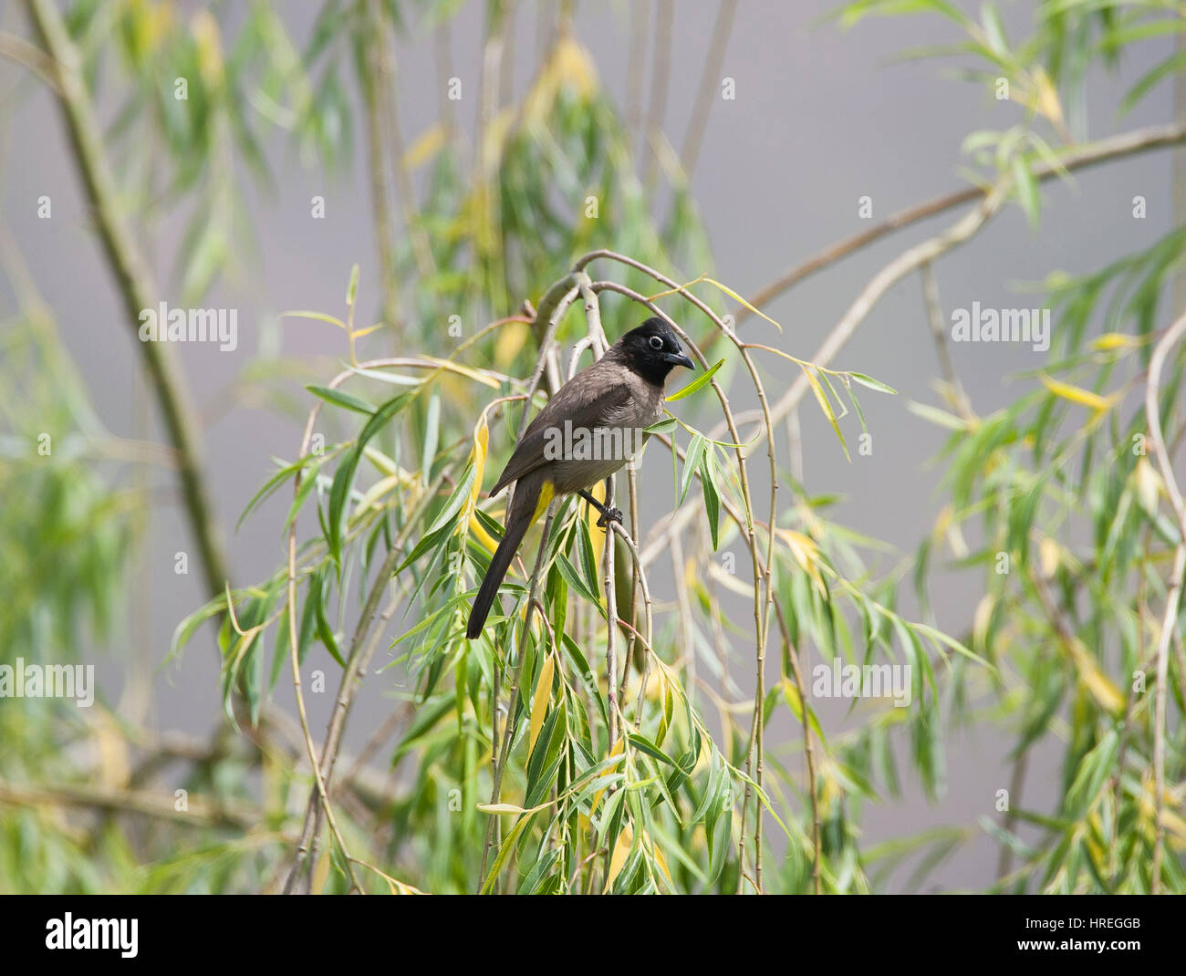 Spectacled bulbul also called yellow vented bulbul pycnonotus ...