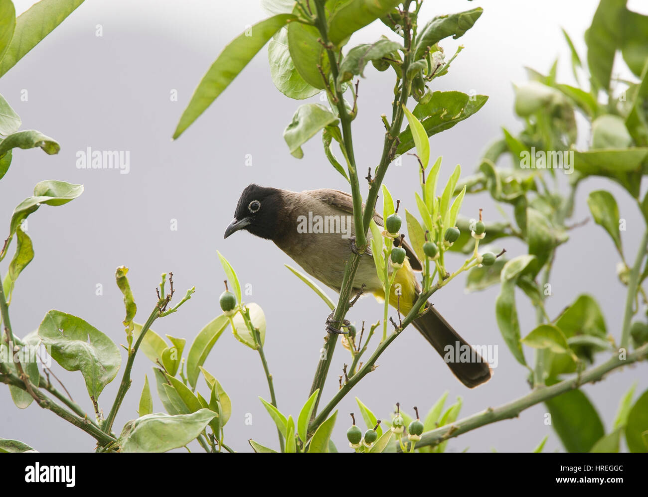 Spectacled bulbul also called yellow vented bulbul pycnonotus ...