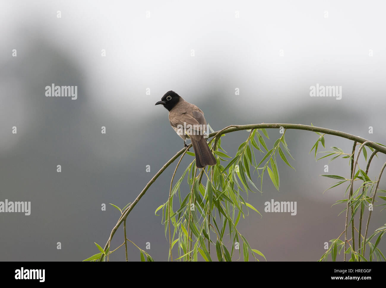Spectacled bulbul also called yellow vented bulbul pycnonotus ...