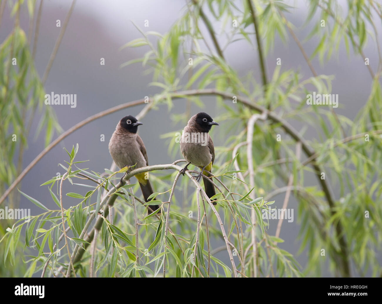 Spectacled bulbul called yellow vented hi-res stock photography and ...