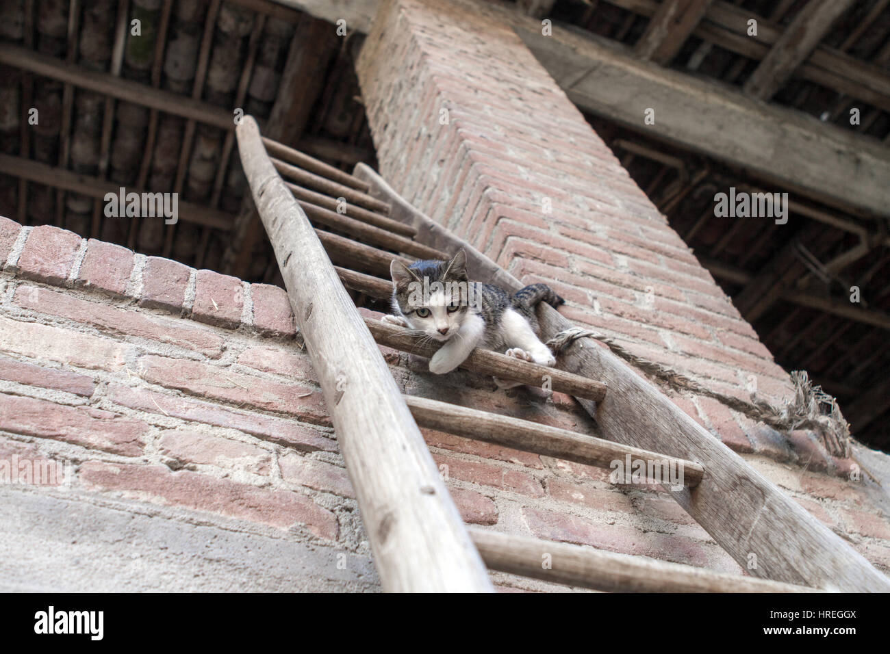 A little cat on a ladder Stock Photo - Alamy