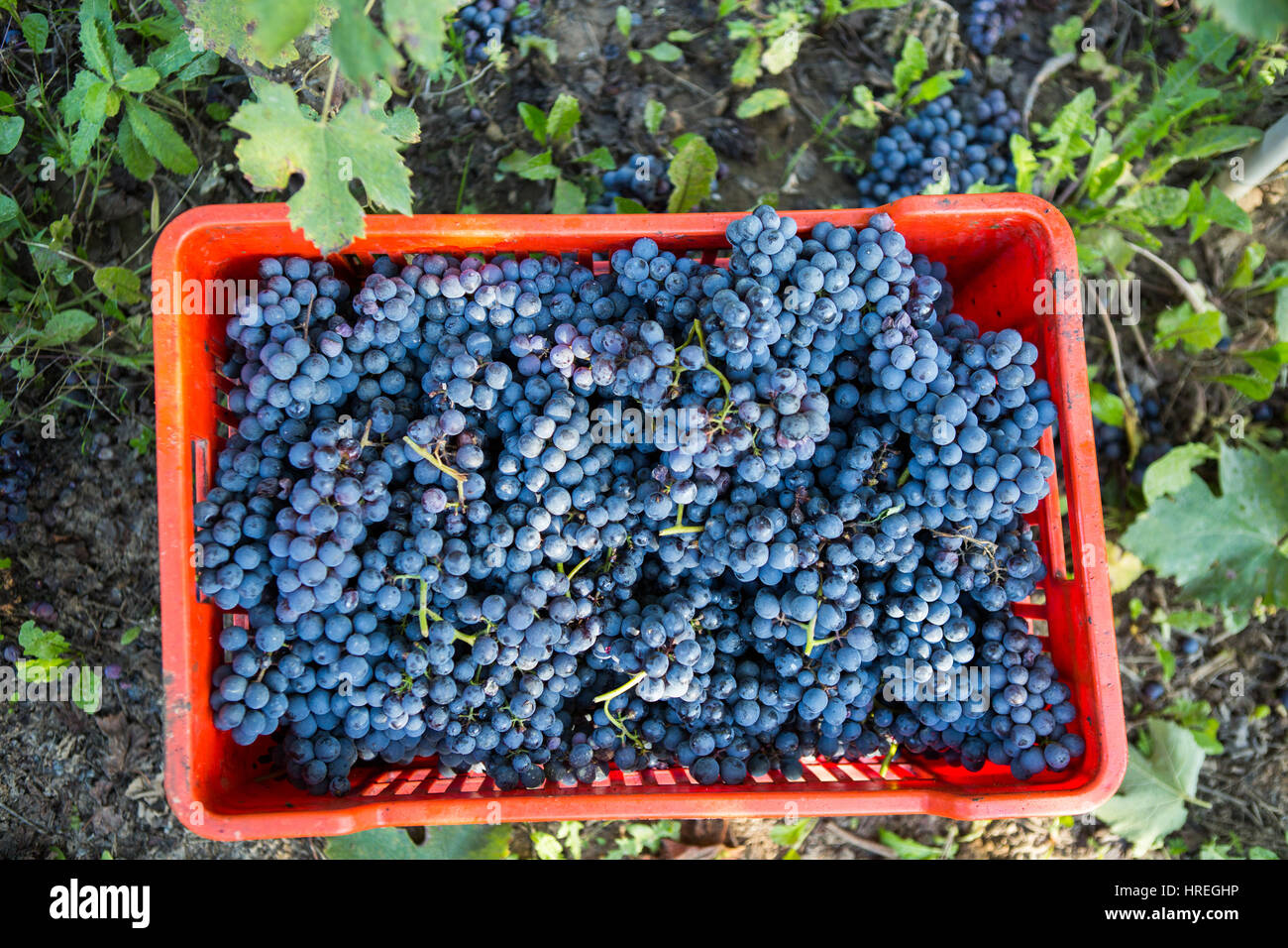 Grape harvesting in La Morra in the province of Piedmont, Italy. The ...