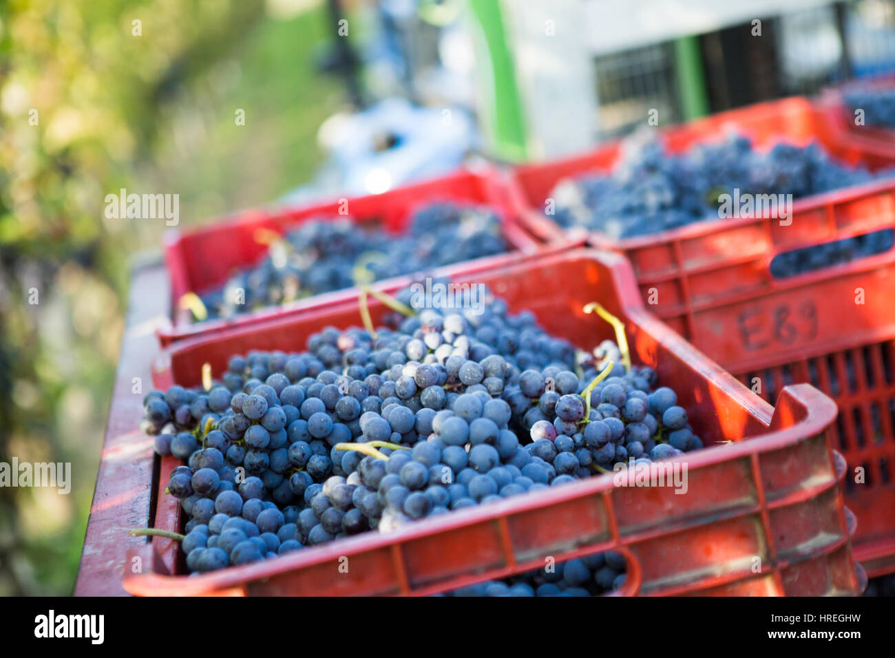 Grape harvesting in La Morra in the province of Piedmont, Italy. The ...