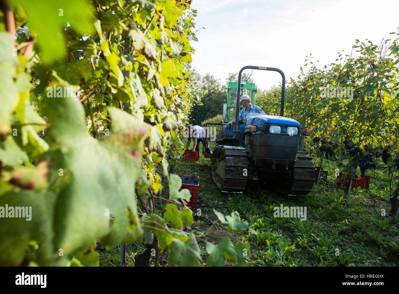 Grape harvesting in La Morra in the province of Piedmont, Italy. The ...