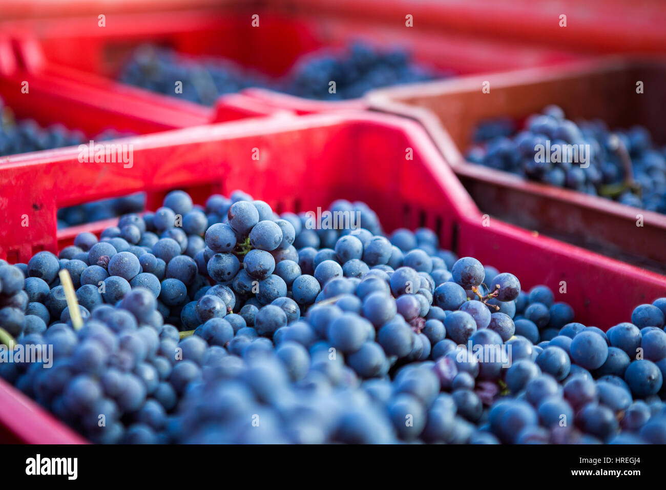 Grape harvesting in La Morra in the province of Piedmont, Italy. The ...
