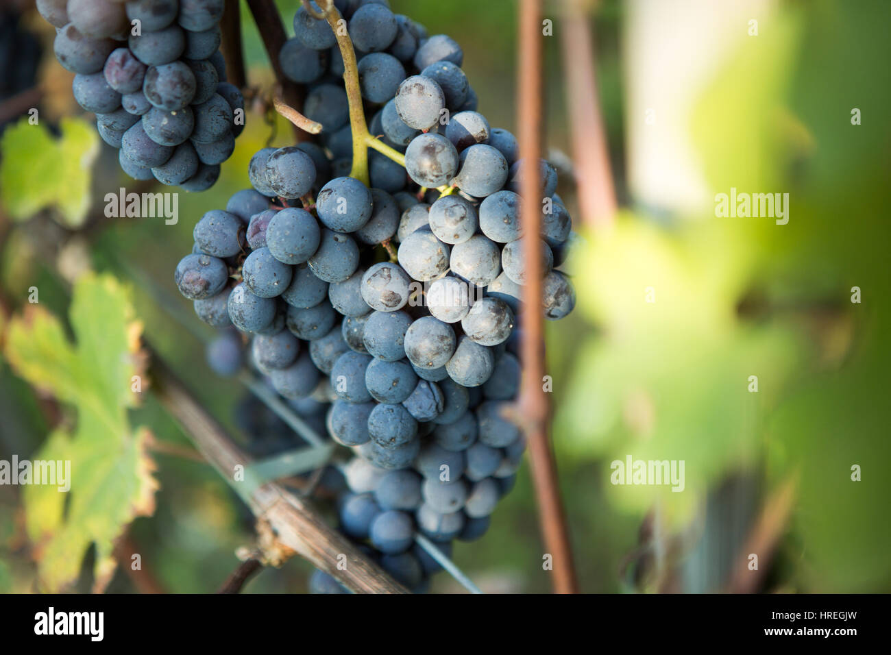 Grape harvesting season in La Morra in the province of Piedmont, Italy ...