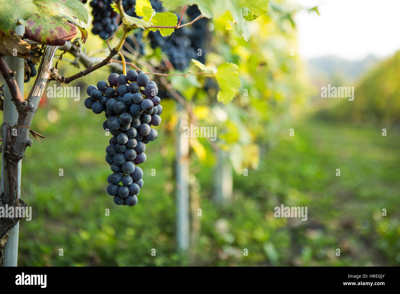 Grape harvesting season in La Morra in the province of Piedmont, Italy ...