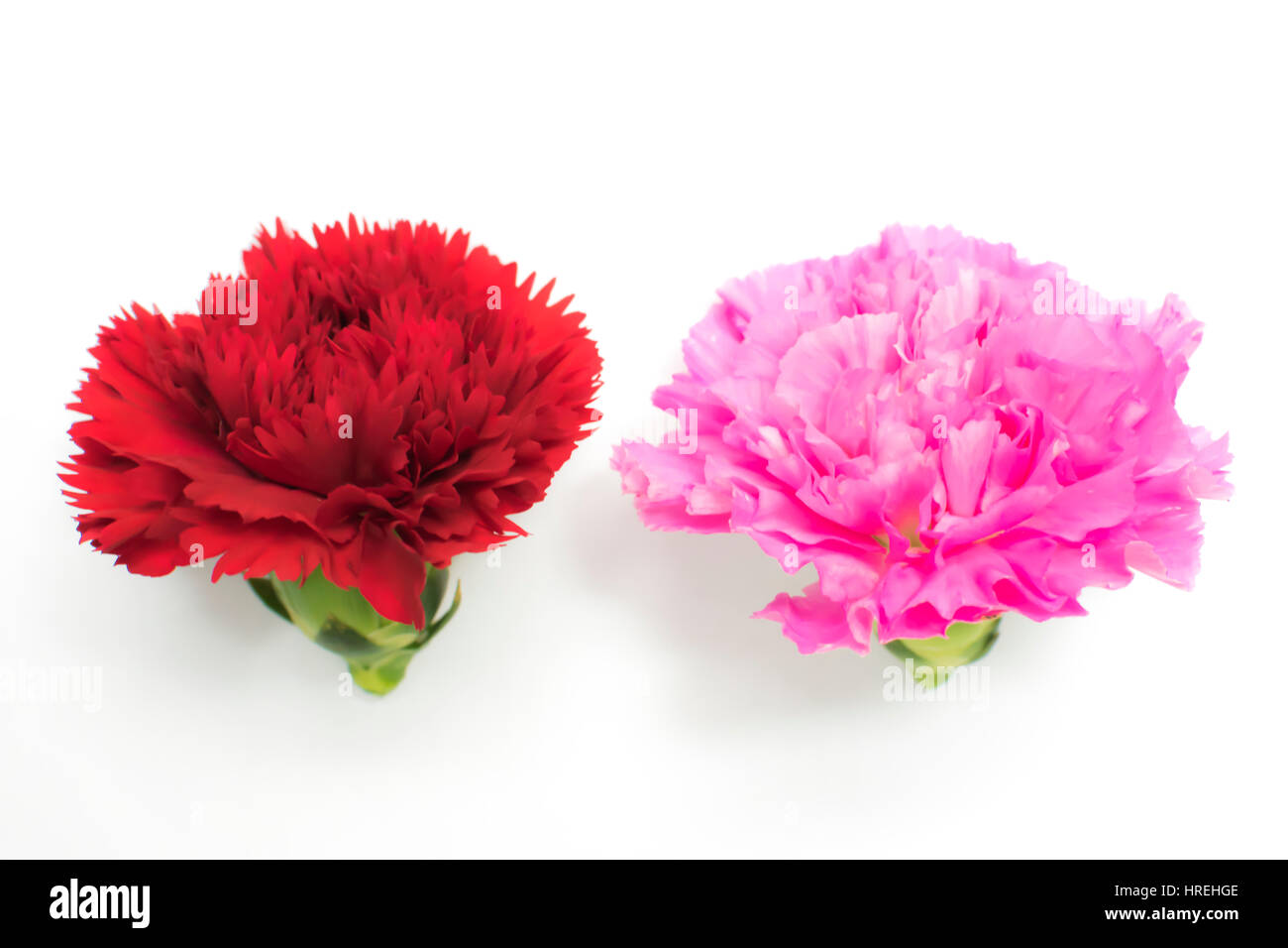 Beautiful red and pink carnation on white background Stock Photo - Alamy