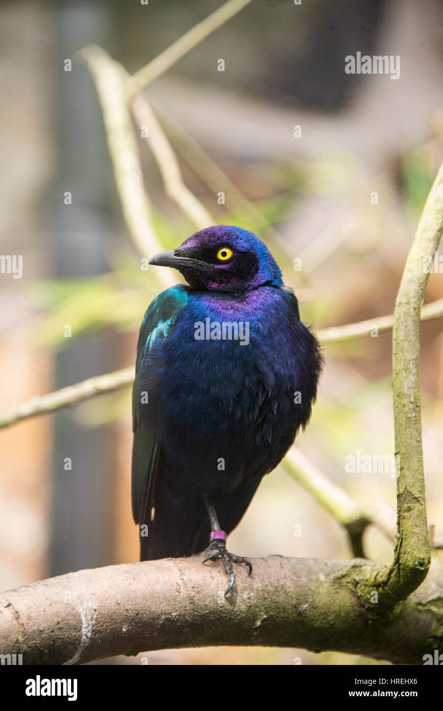 Purple glossy starling hi-res stock photography and images - Alamy