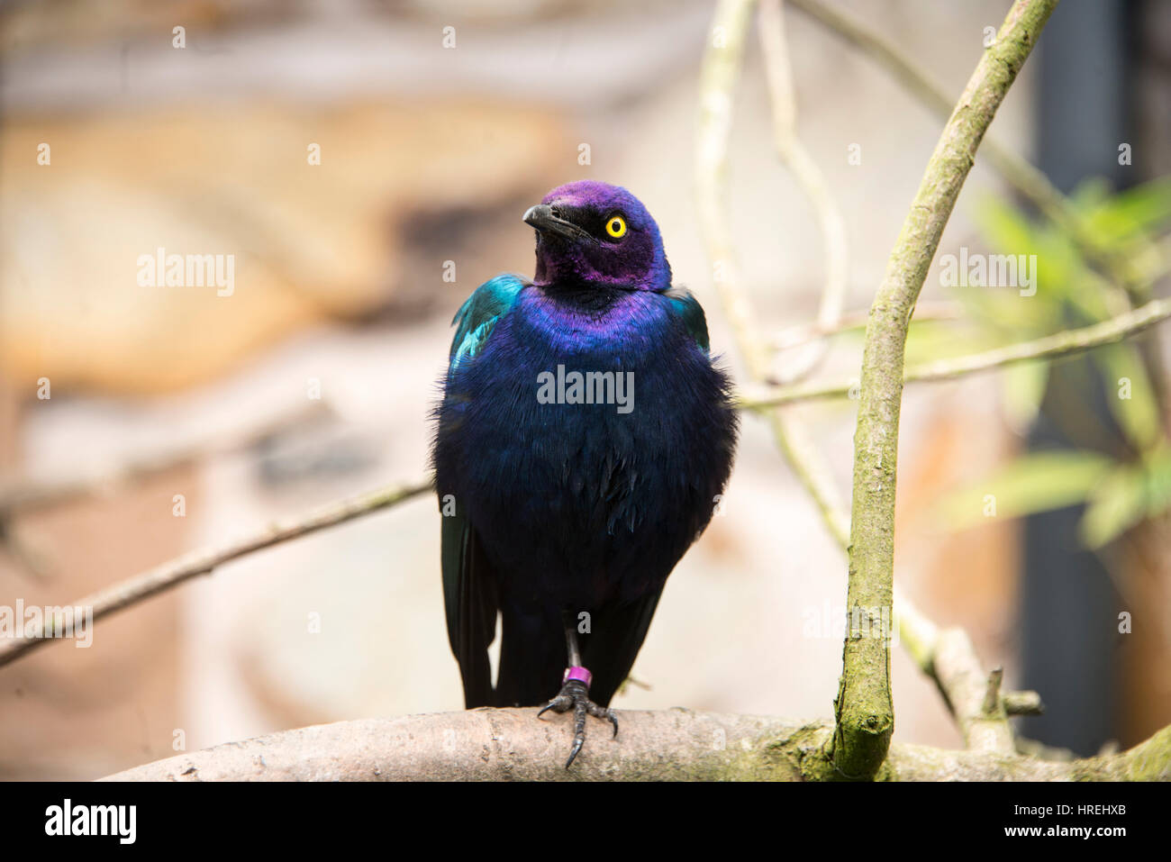 Purple glossy starling in a nature reserve Stock Photo - Alamy