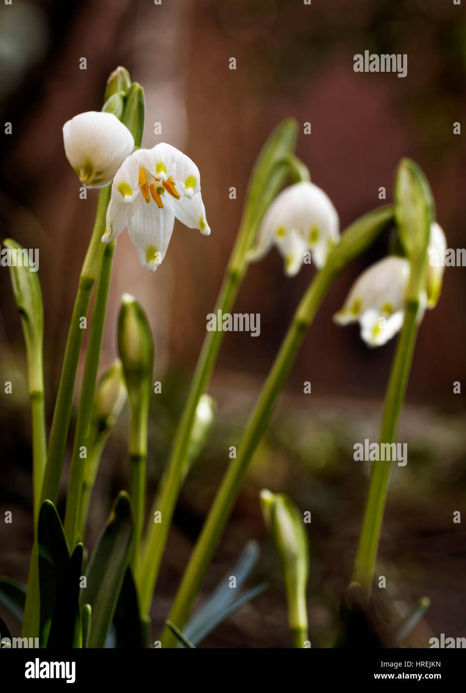 Snowflake blooms hi-res stock photography and images - Alamy