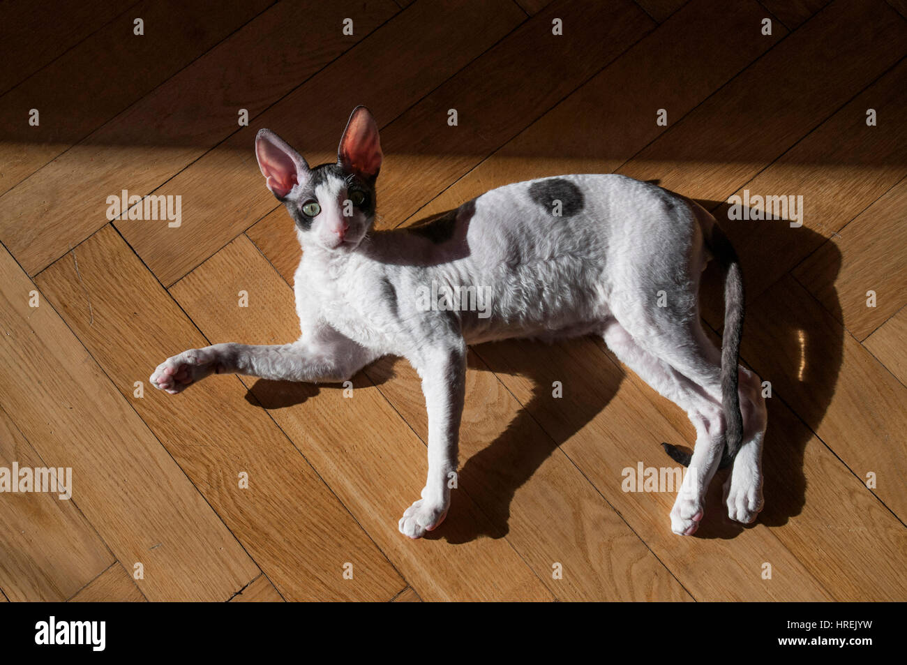 Beautiful Cornish Rex kitten Stock Photo - Alamy