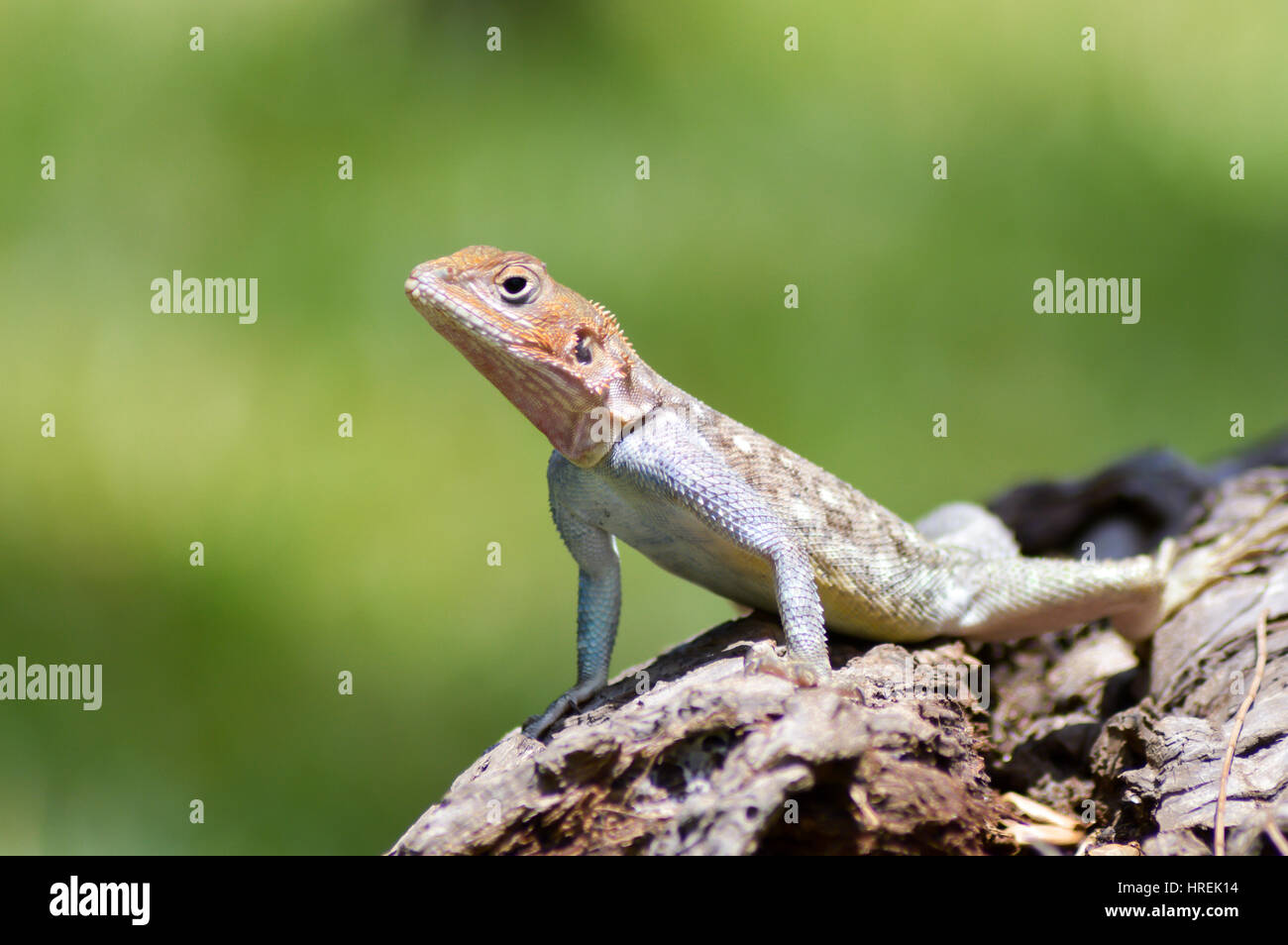 Lizard of all colors on a trunk in a garden of Mombasa in Kenya Stock ...