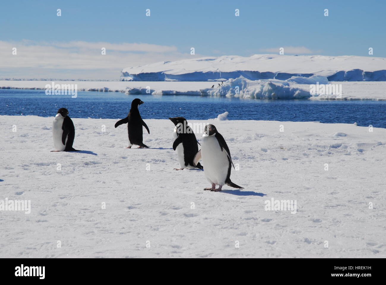 Close up adelie penguin hi-res stock photography and images - Alamy