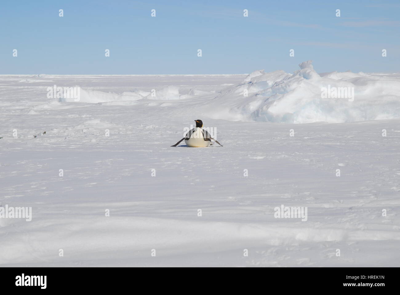 Emperor Penguin, Antarctica Stock Photo - Alamy