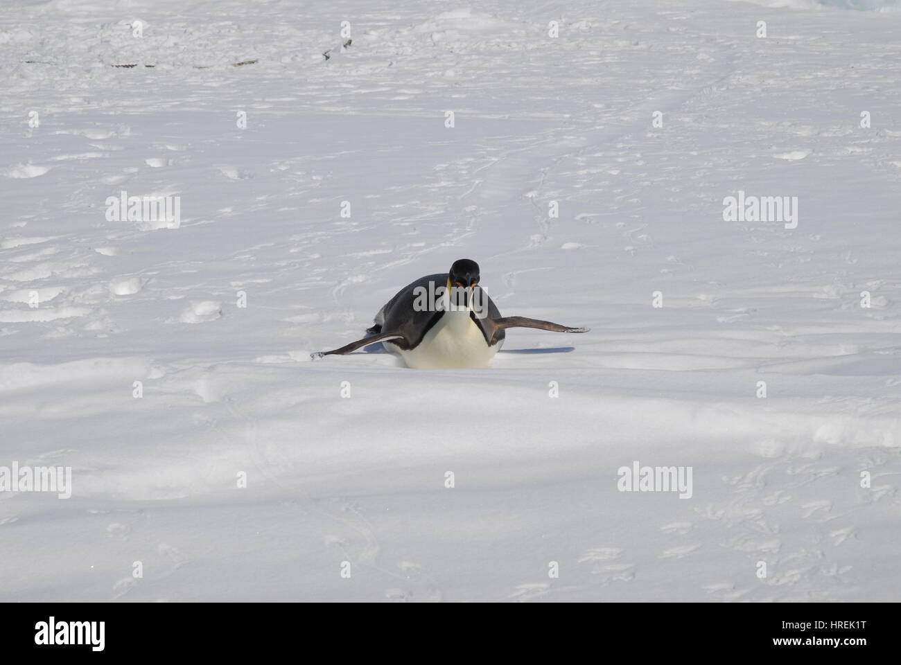 Emperor Penguin, Antarctica Stock Photo - Alamy