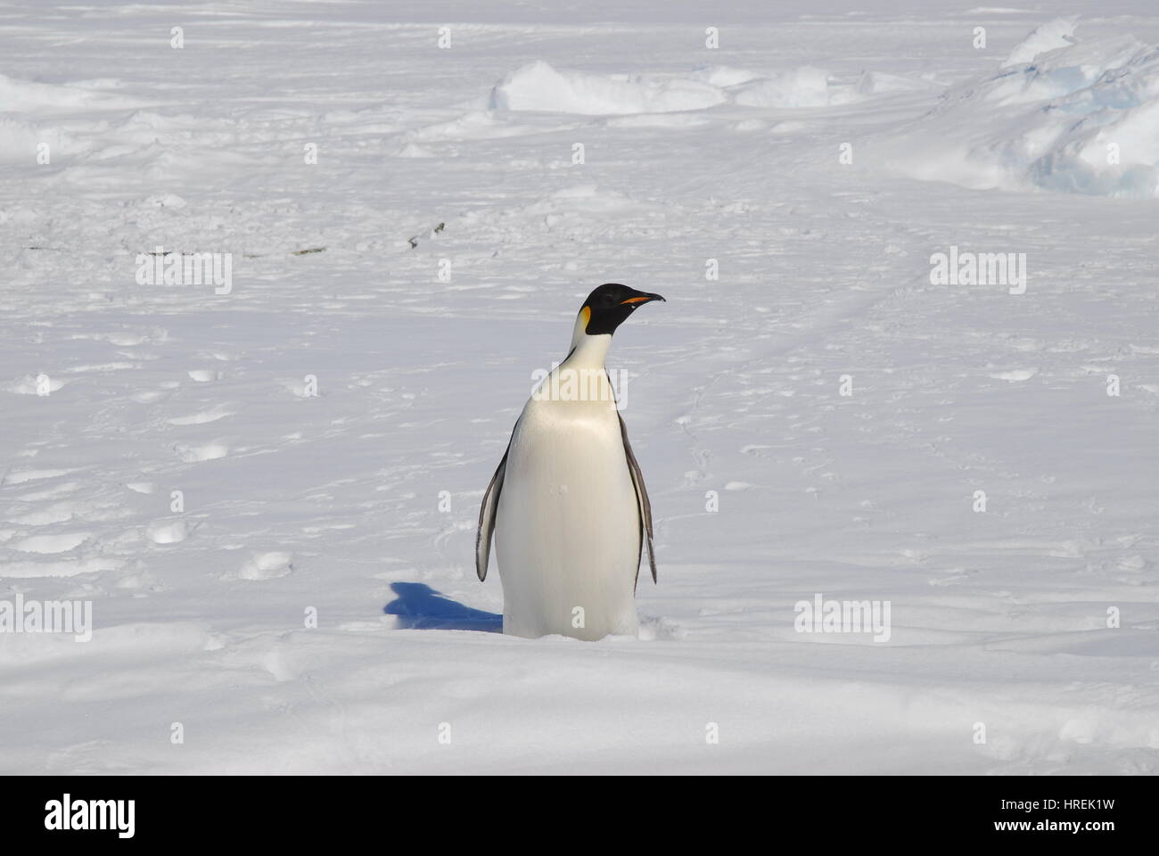 Emperor Penguin, Antarctica Stock Photo - Alamy