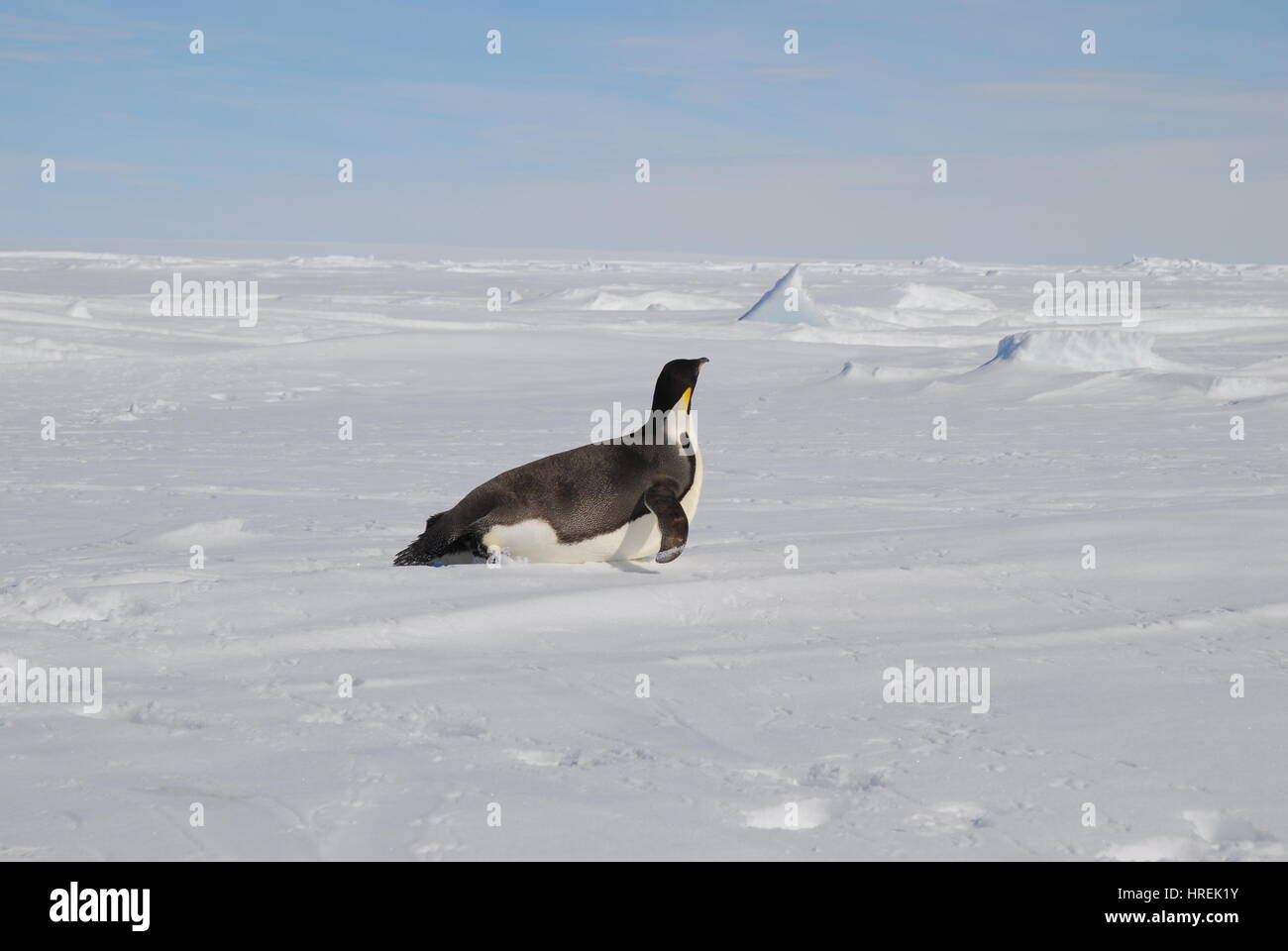 Emperor Penguin, Antarctica Stock Photo - Alamy