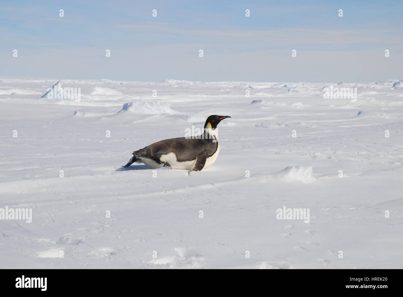 Emperor Penguin, Antarctica Stock Photo - Alamy