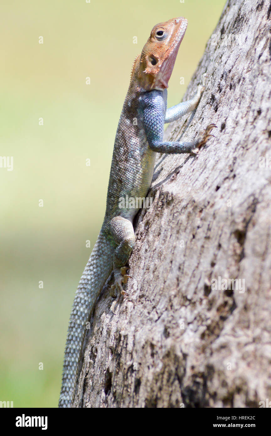 Lizard of all colors on a trunk in a garden of Mombasa in Kenya Stock ...