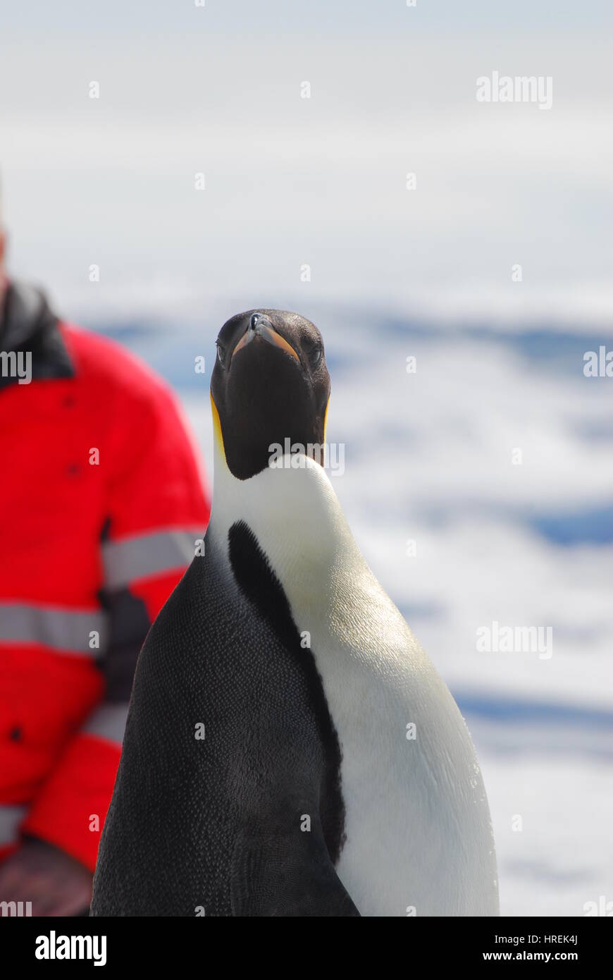 Emperor Penguin, Antarctica Stock Photo - Alamy