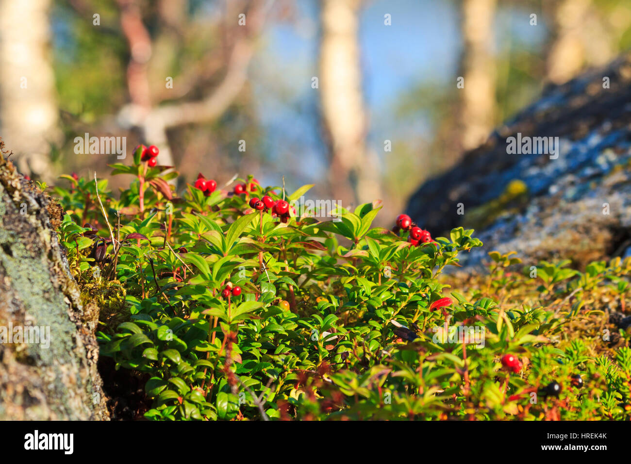 cranberries among mountain rocks,berries, wild berries, red fruits ...