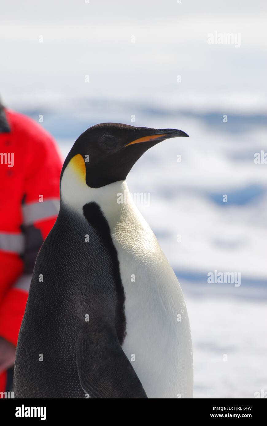 Emperor Penguin, Antarctica Stock Photo - Alamy