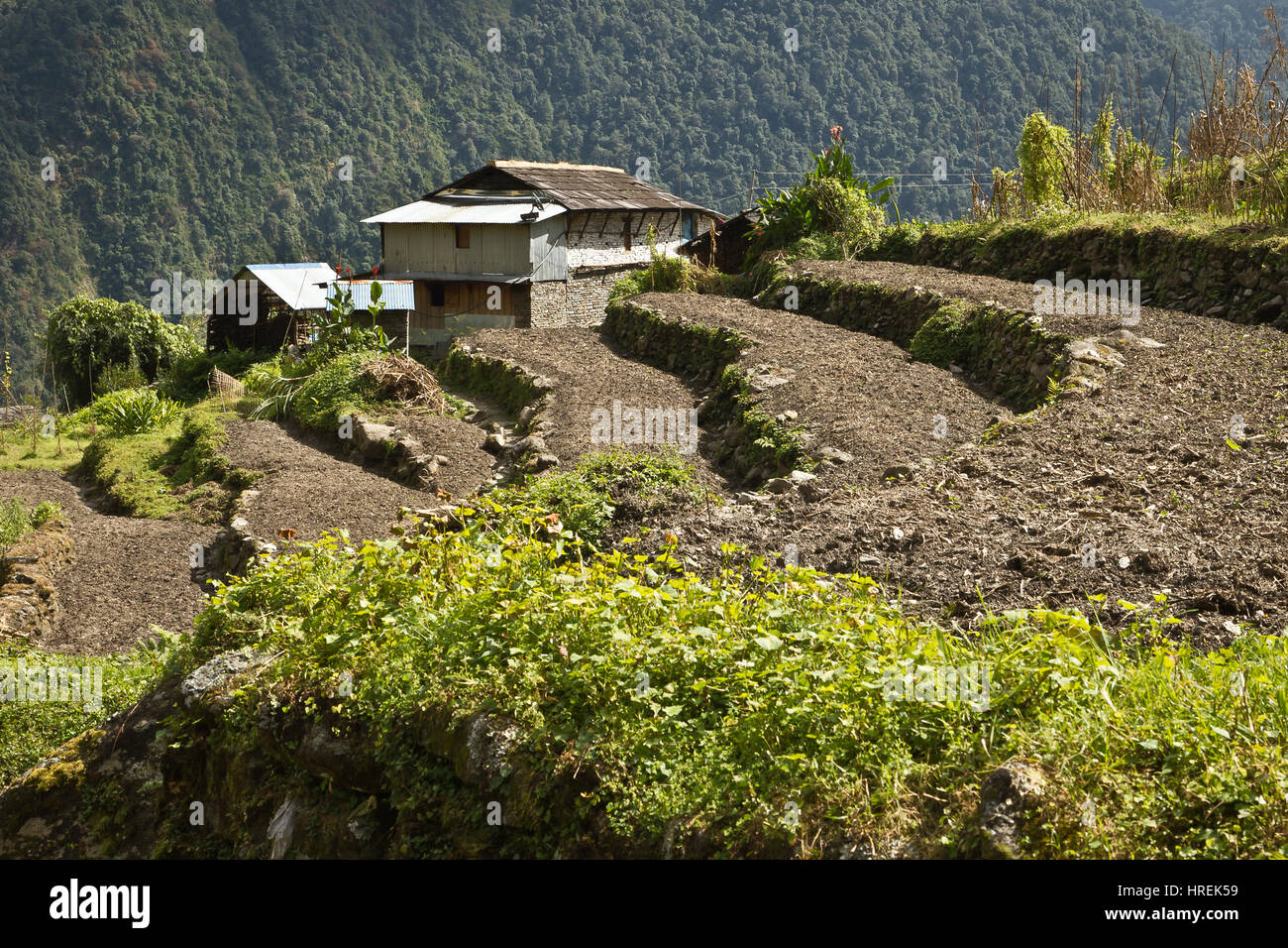 Farm in the Himalayas, Nepal Stock Photo - Alamy